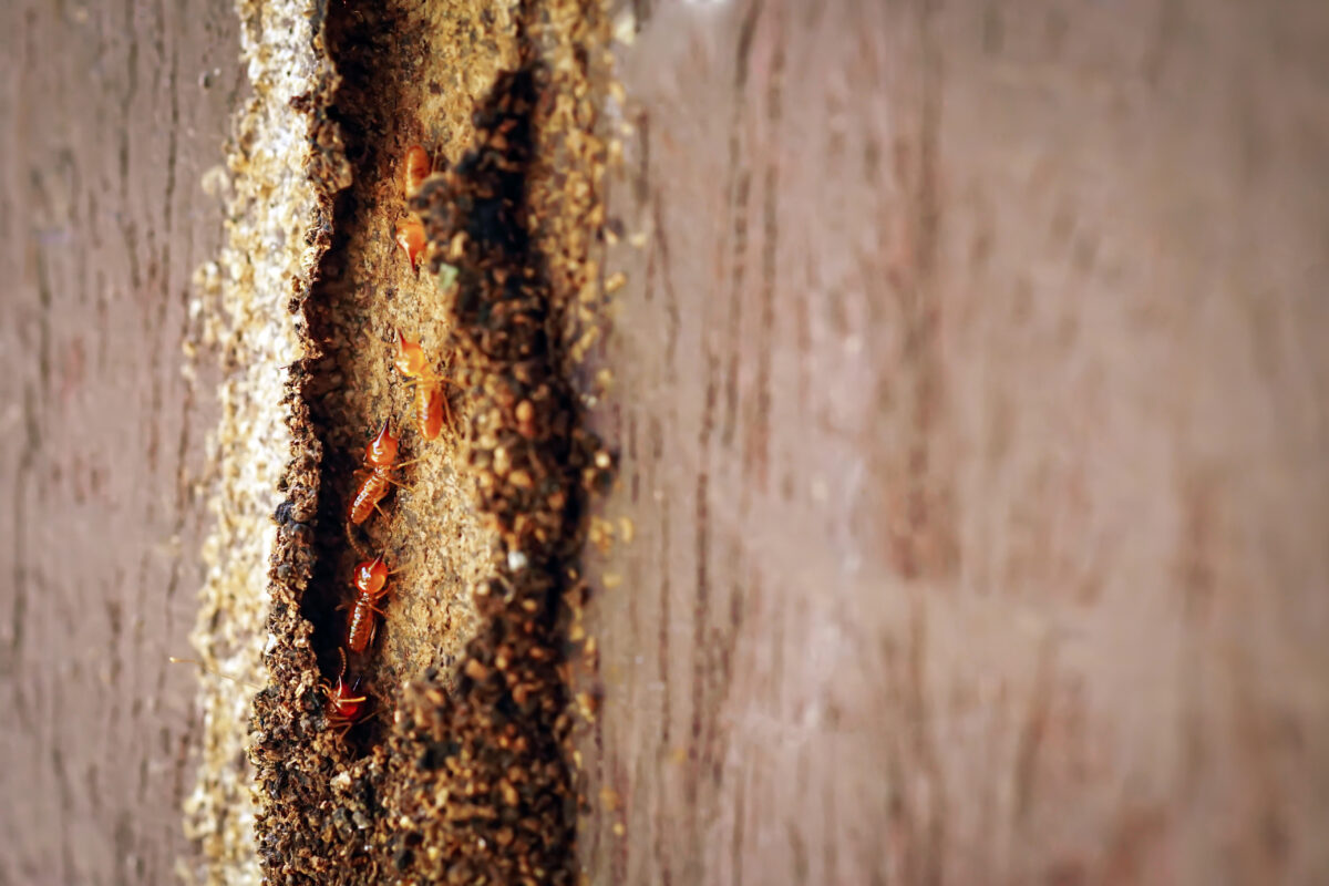 5 Signs of a Termite Infestation - Smarter Home and Yard